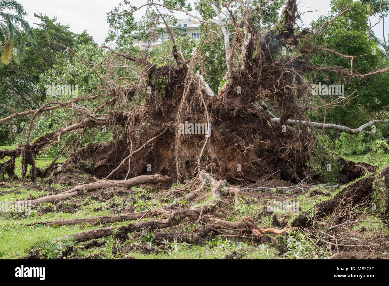 Underside of massive fallen tree root base after Cyclone Marcus in ...