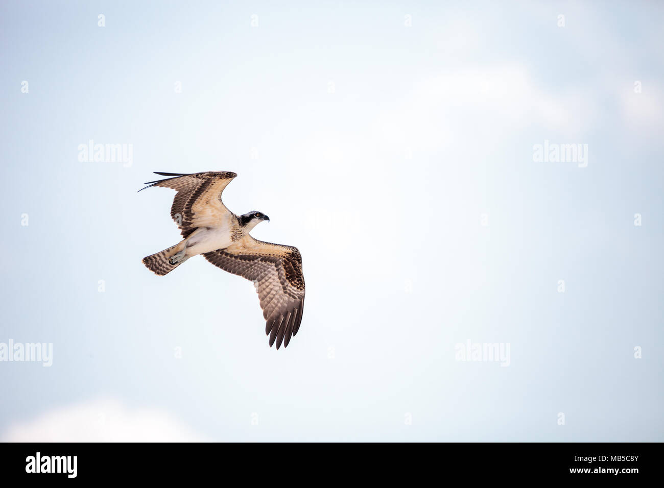Osprey bird of prey Pandion haliaetus flying across a blue sky over ...