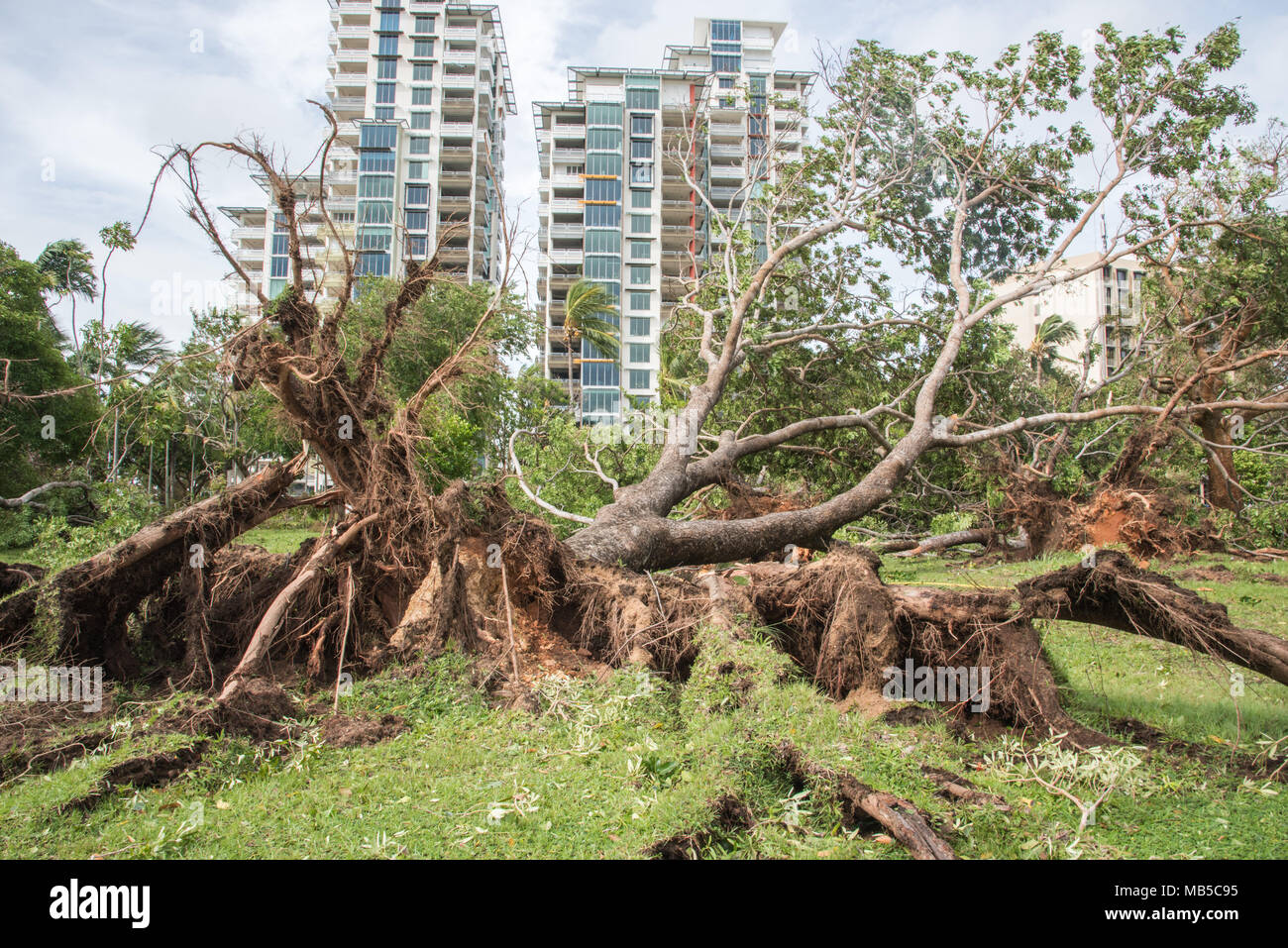 Darwin,NT,Australia-March 17,2018:Fallen tree after Cyclone Marcus at ...
