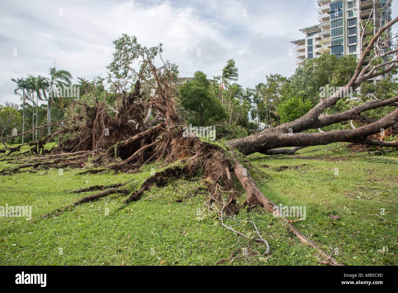 Tree fallen down building hi-res stock photography and images - Alamy