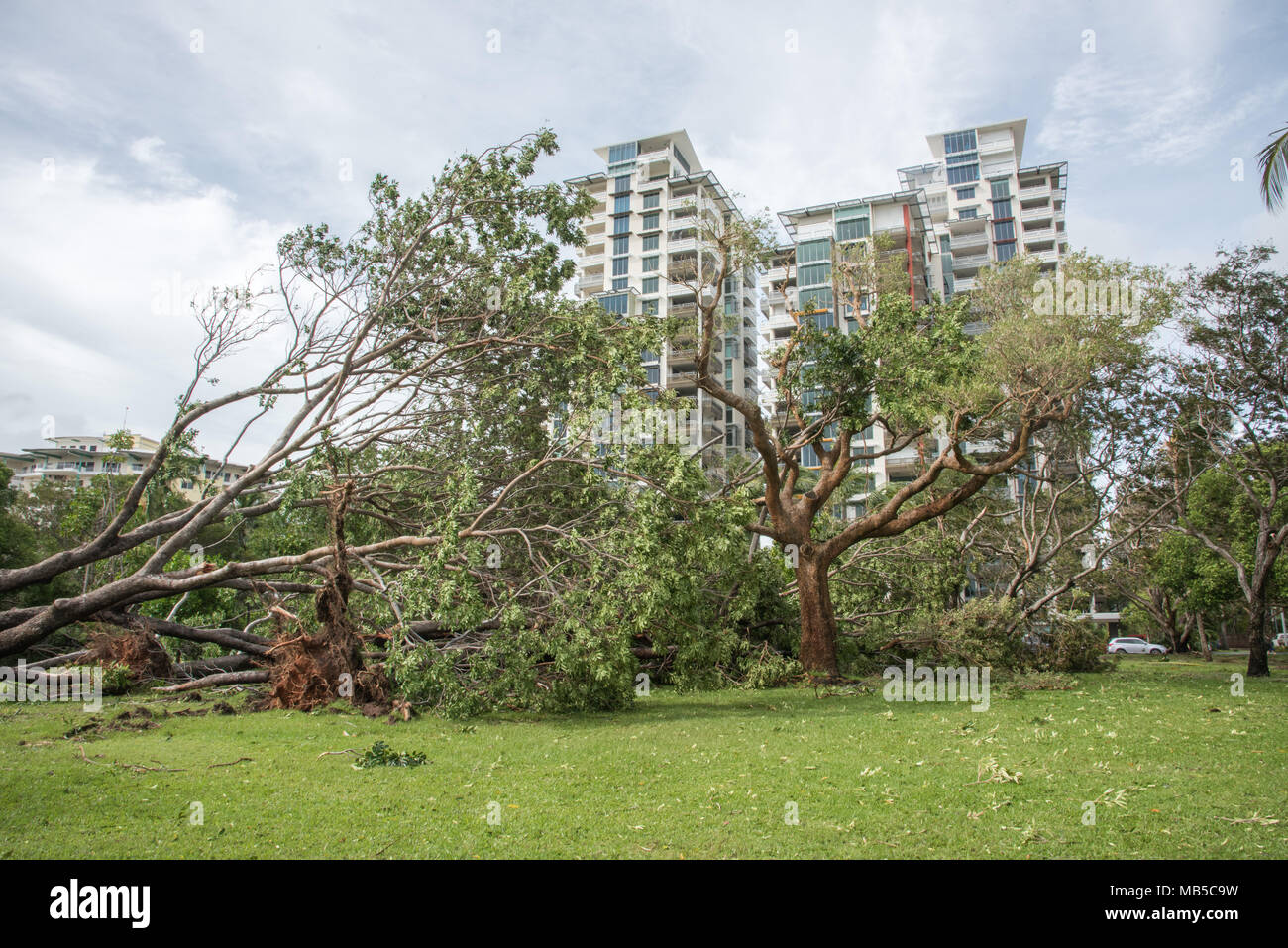 Darwin,NT,Australia-March 17,2018:Fallen tree after Cyclone Marcus at ...