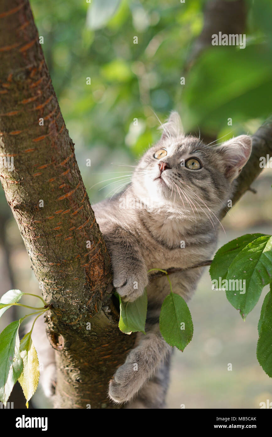 Young gray cat on a tree with blur background Stock Photo - Alamy