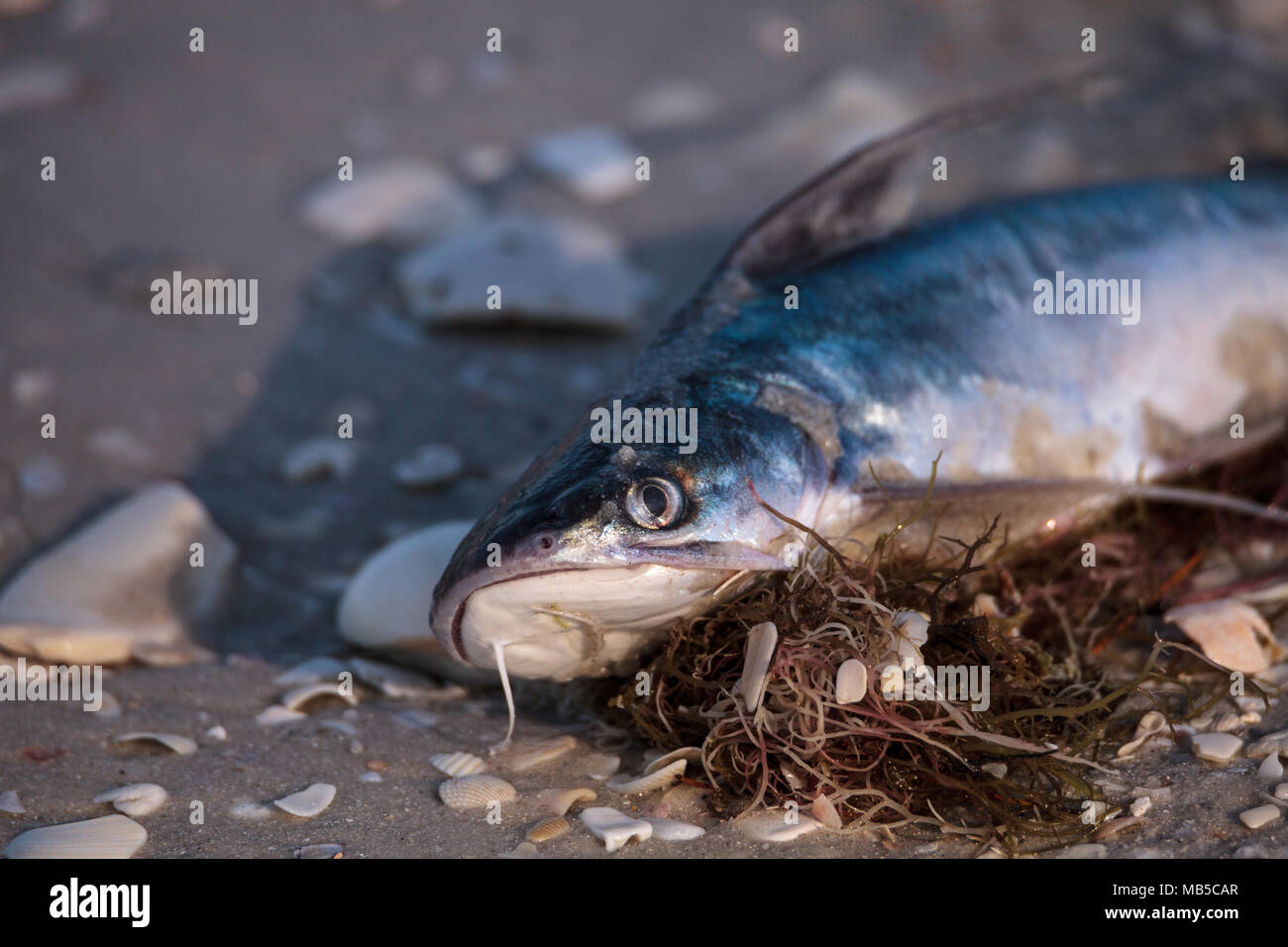 Red tide causes fish to wash up dead on Delnor-Wiggins Pass State Park ...