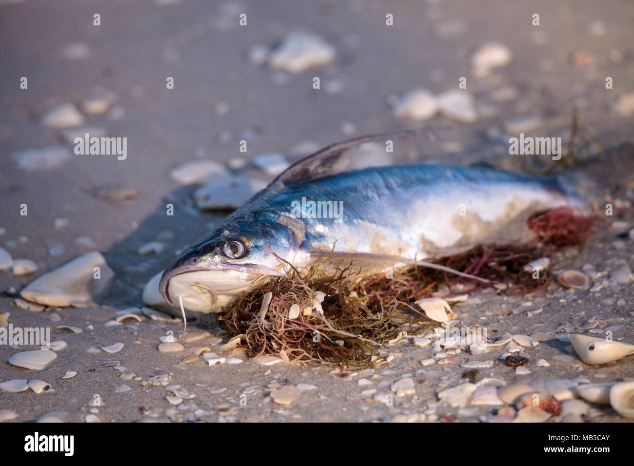Red tide causes fish to wash up dead on Delnor-Wiggins Pass State Park ...