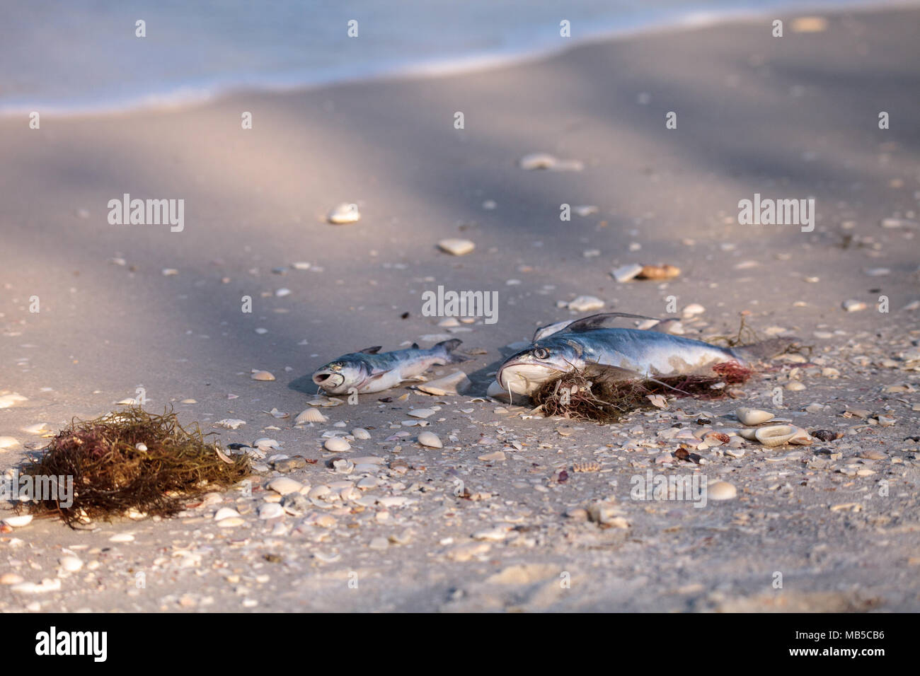 Florida beach algae pollution hi-res stock photography and images - Alamy