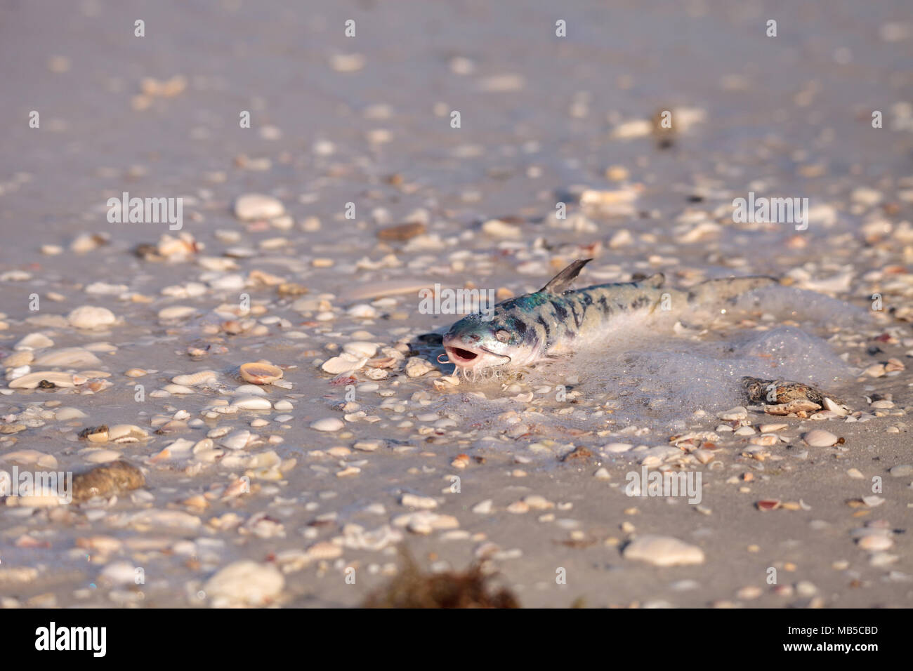 Red tide causes fish to wash up dead on Delnor-Wiggins Pass State Park ...