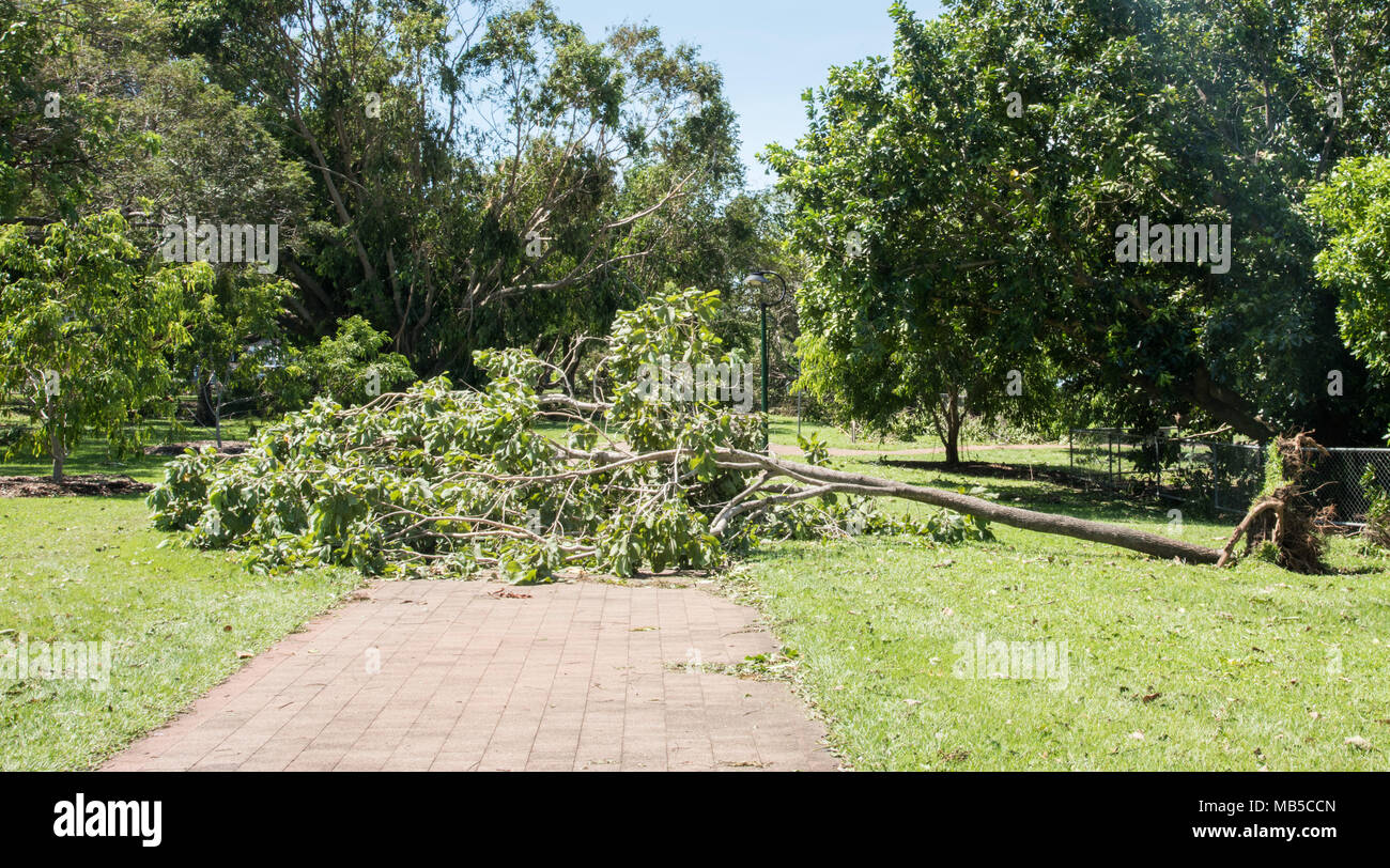 Fallen tree across Bicentennial Park path in Darwin, Australia Stock ...