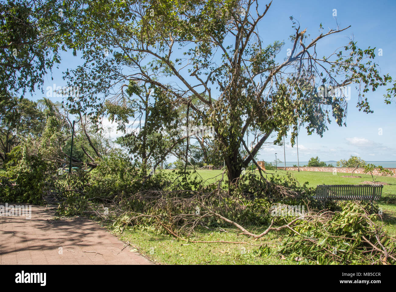 Fallen tree across path with Timor Sea view after Cyclone Marcus hit ...