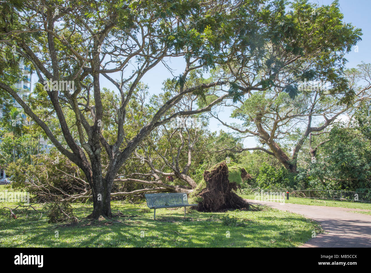 Fallen tree at Bicentennial Park after Cyclone Marcus in Darwin ...