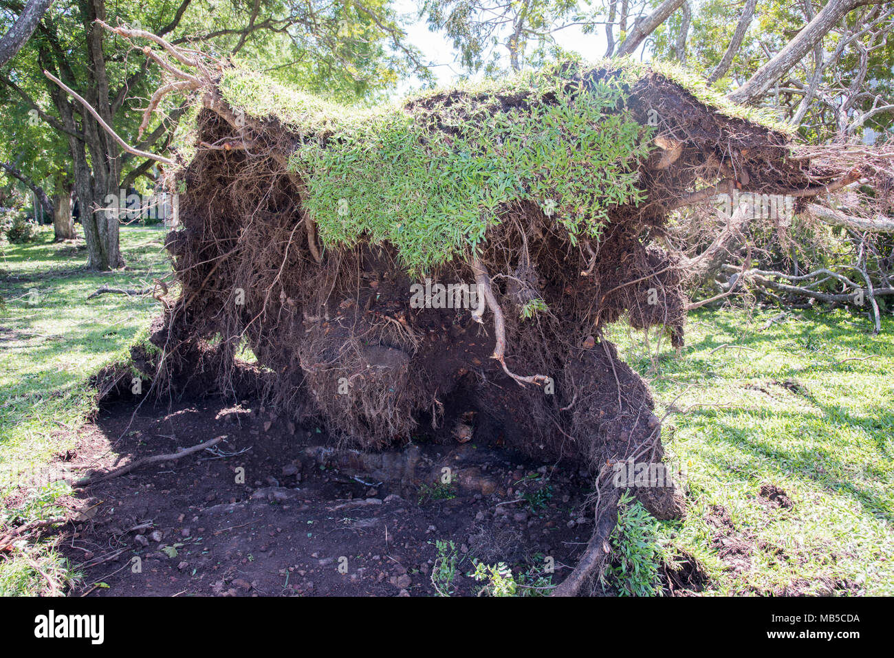 Uprooted tree hi-res stock photography and images - Alamy