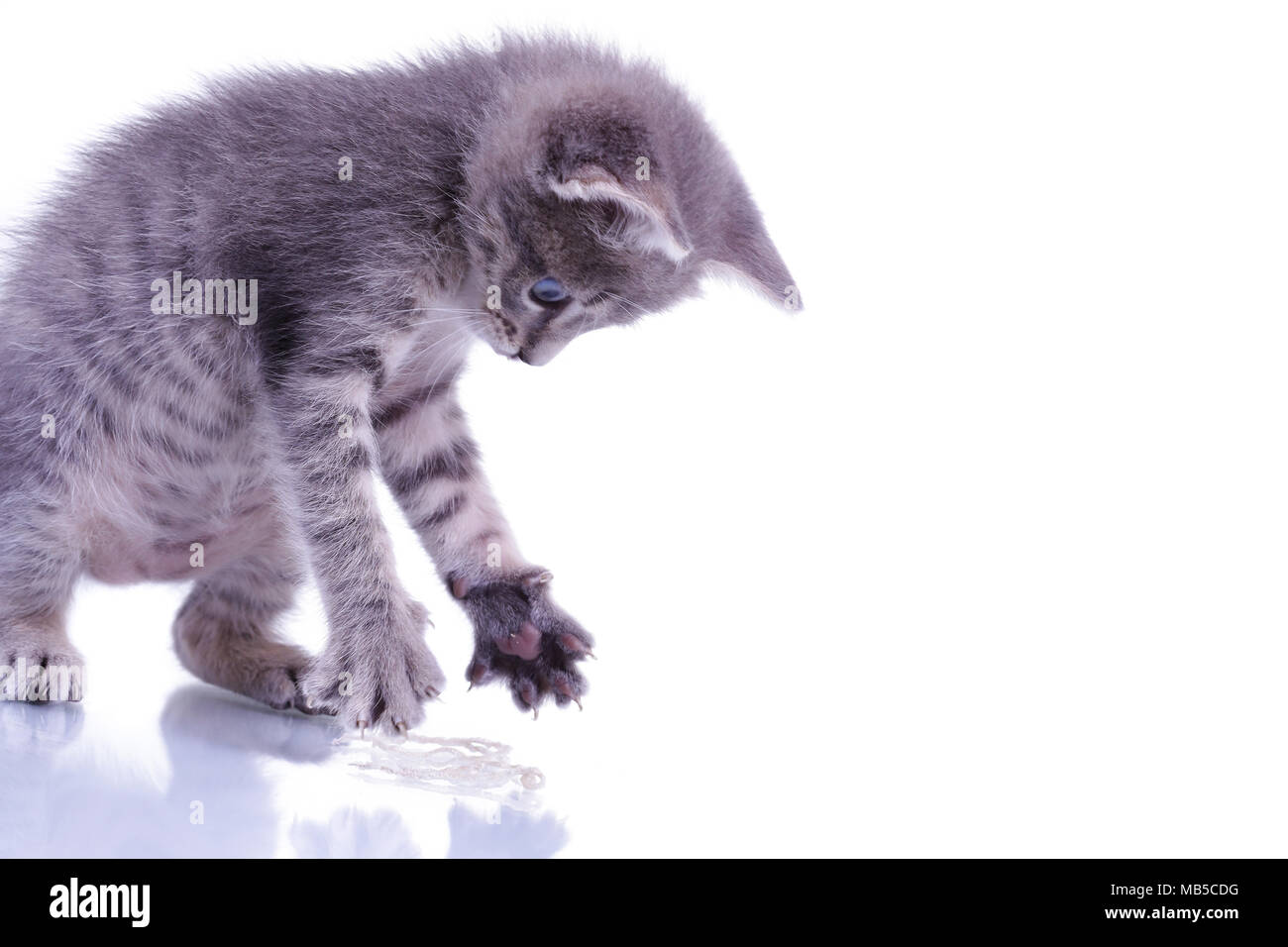 Small gray kitten isolated on white background playing with white yard ...