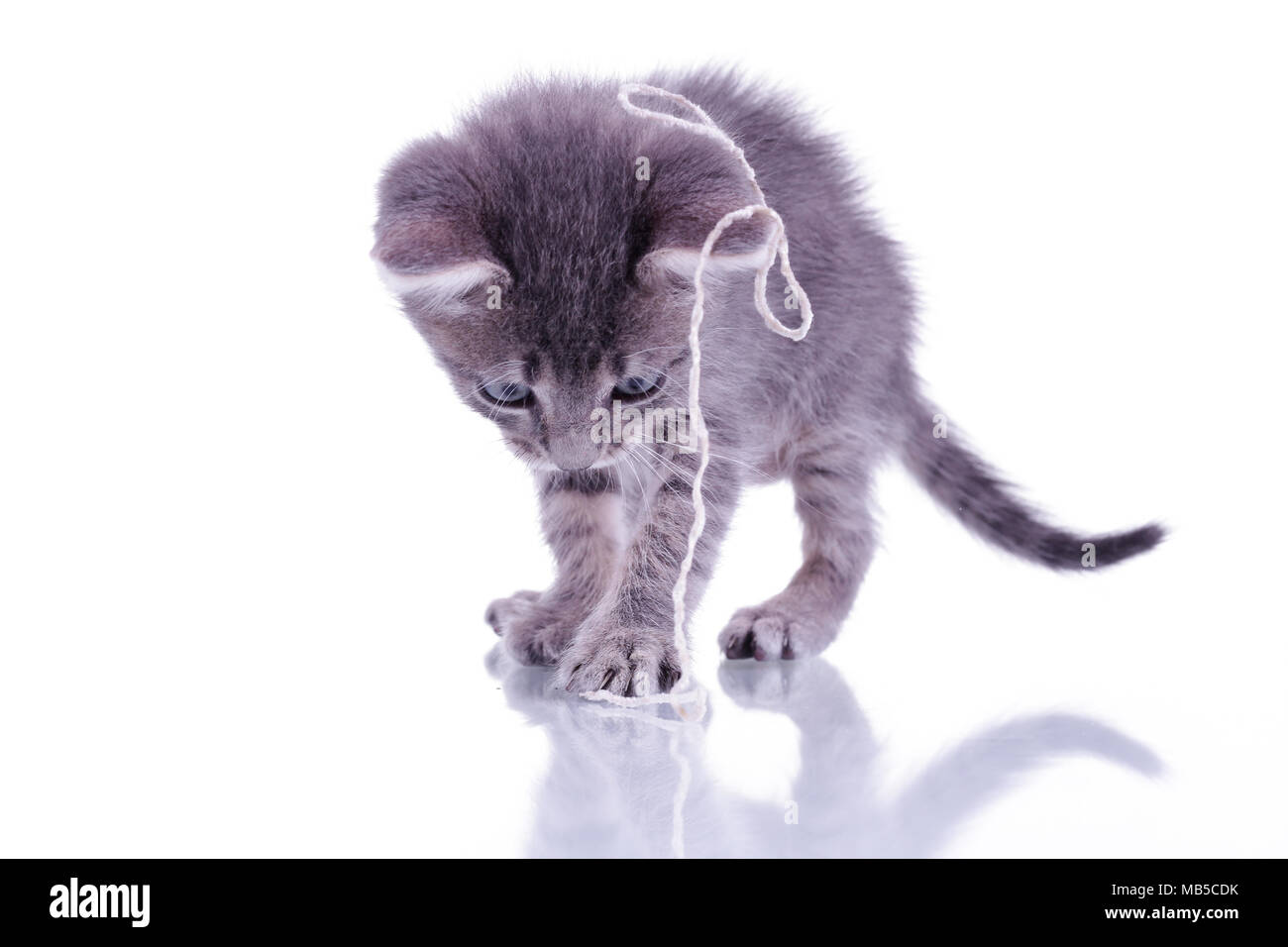 Small gray kitten isolated on white background playing with white yard ...