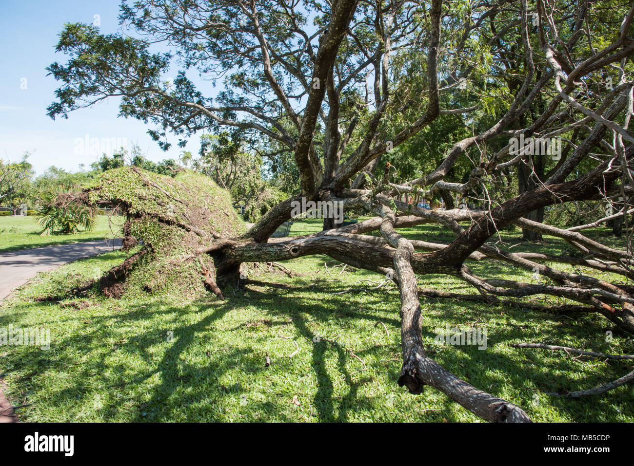 Cyclone Marcus damage at Bicentennial Park with large uprooted tree in ...