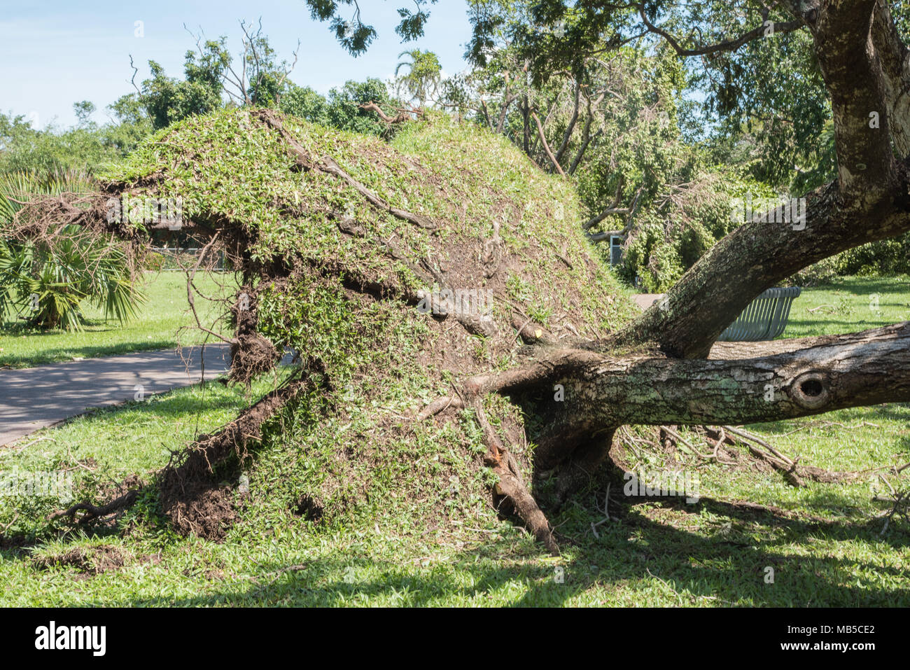 Cyclone Marcus damage at Bicentennial Park with large uprooted tree in ...