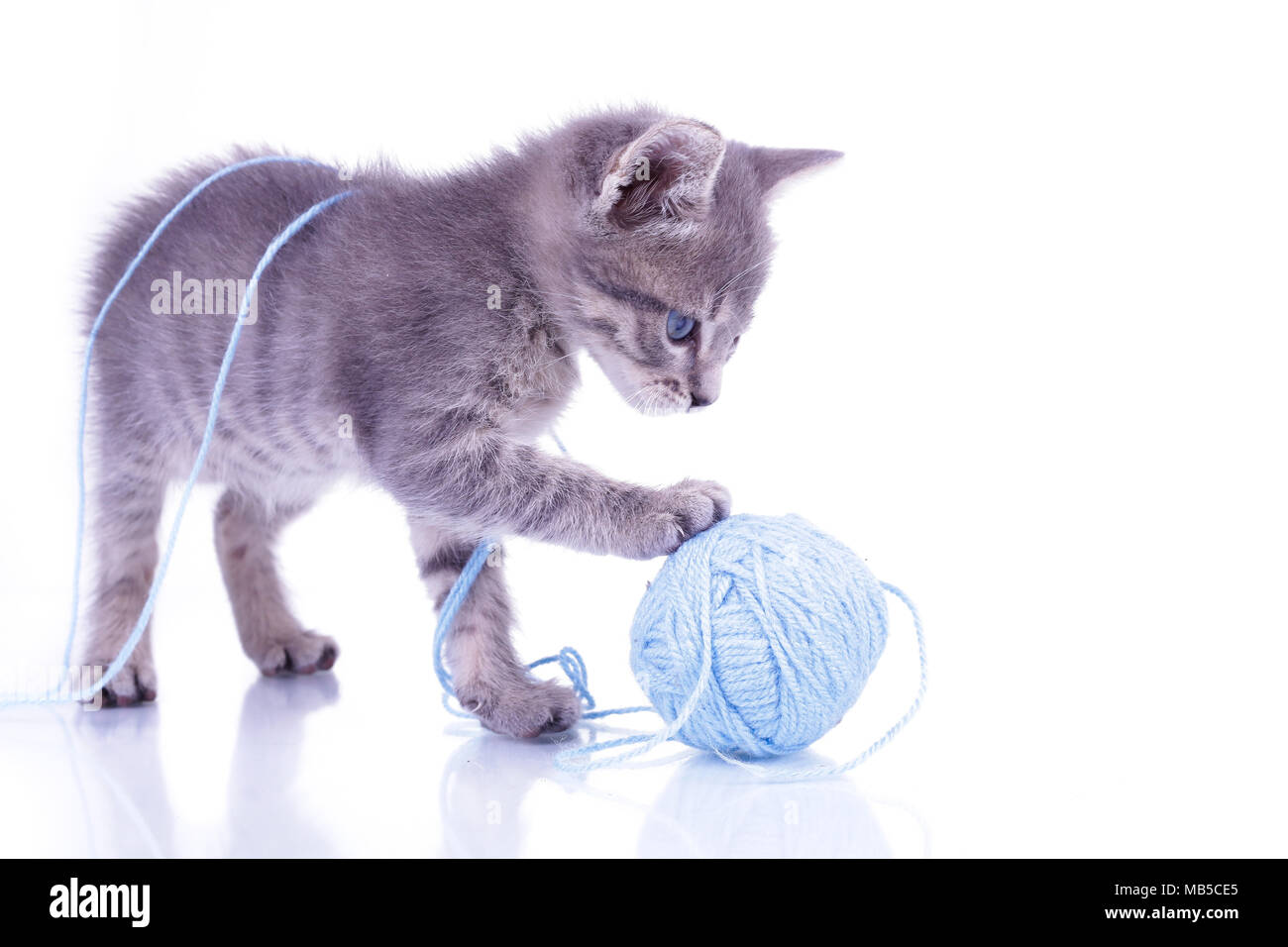 Small gray kitten isolated on white background playing with blue yard ...