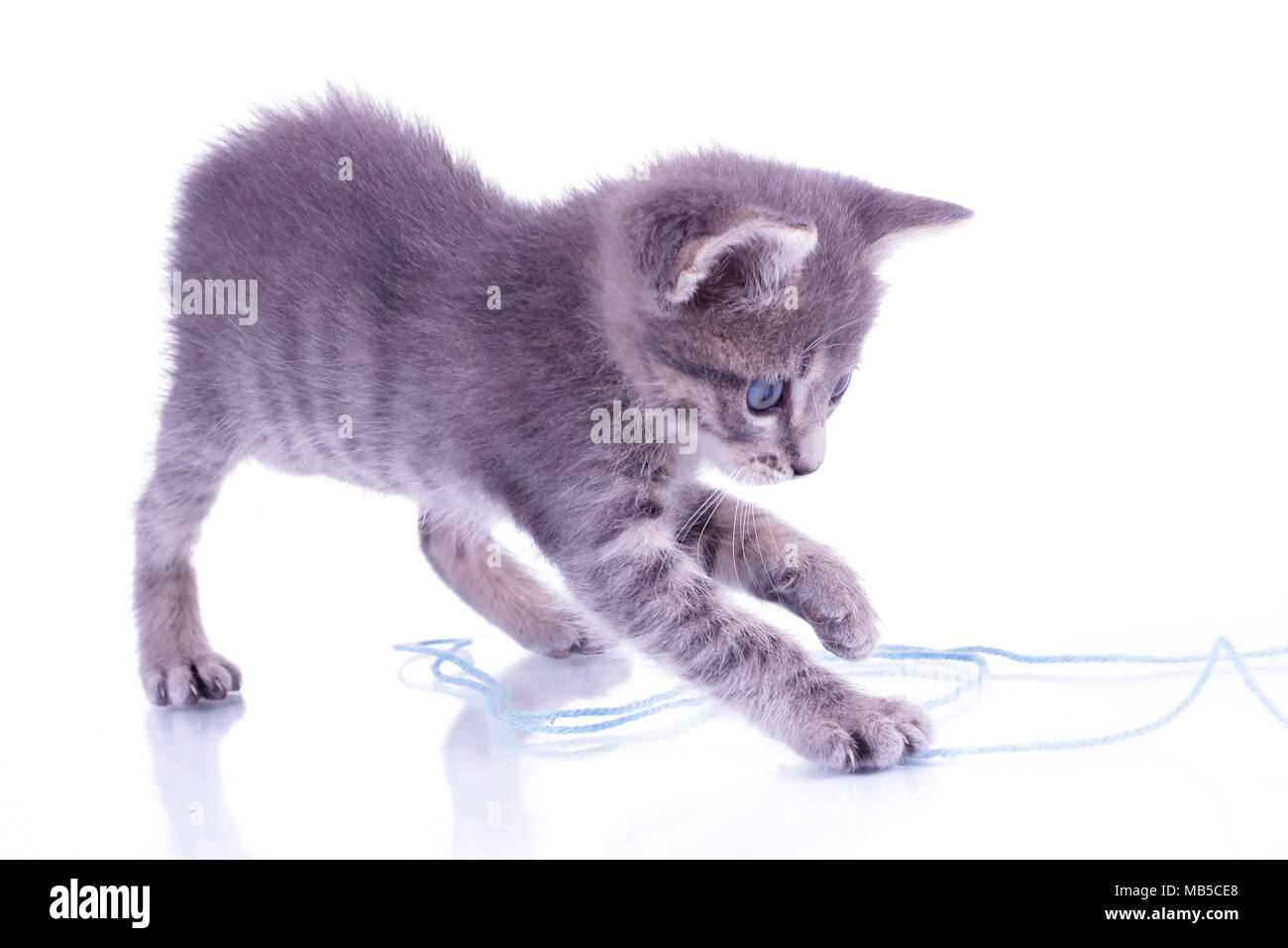 Small gray kitten isolated on white background playing with blue yard ...
