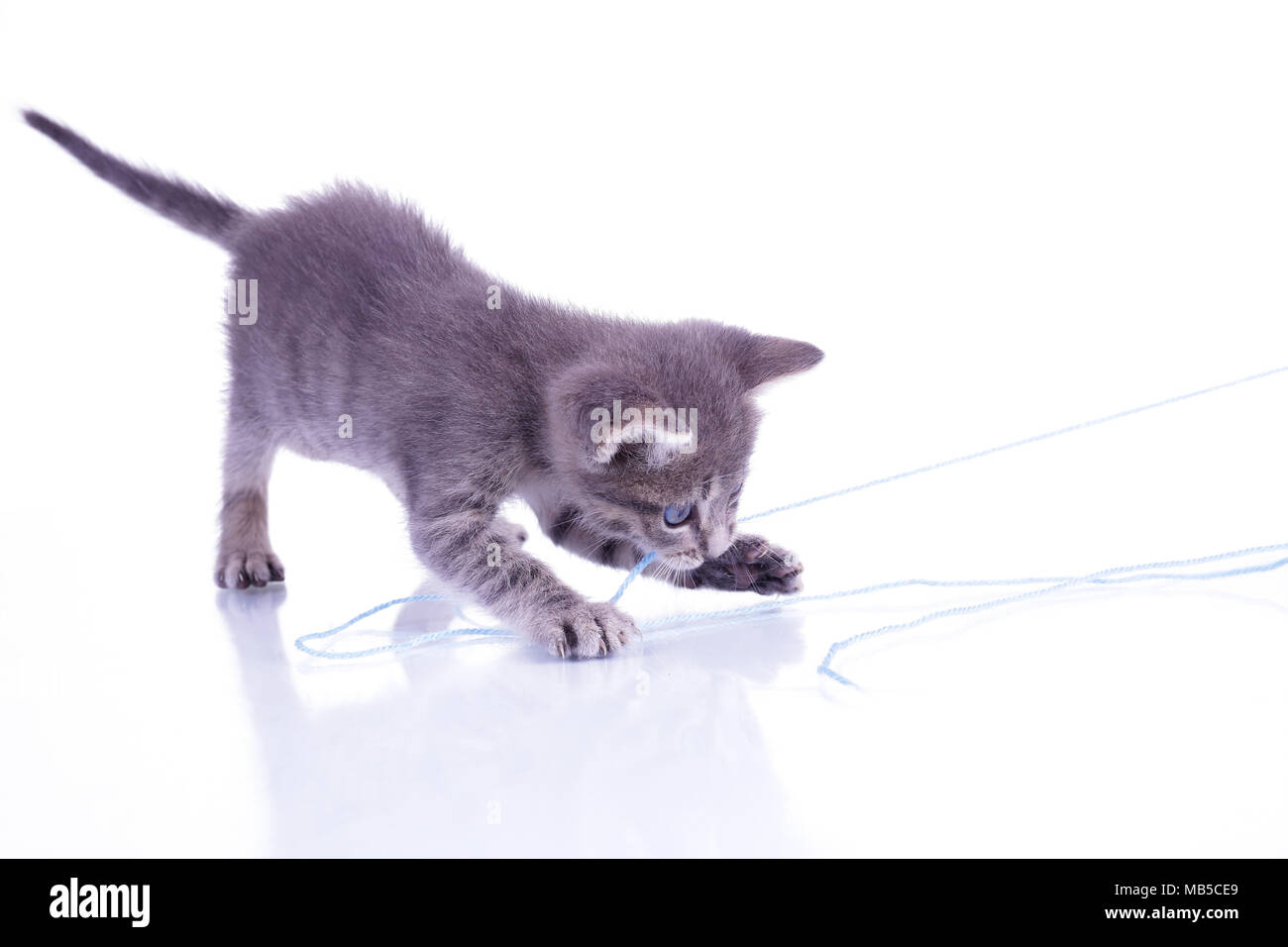 Small gray kitten isolated on white background playing with blue yard ...