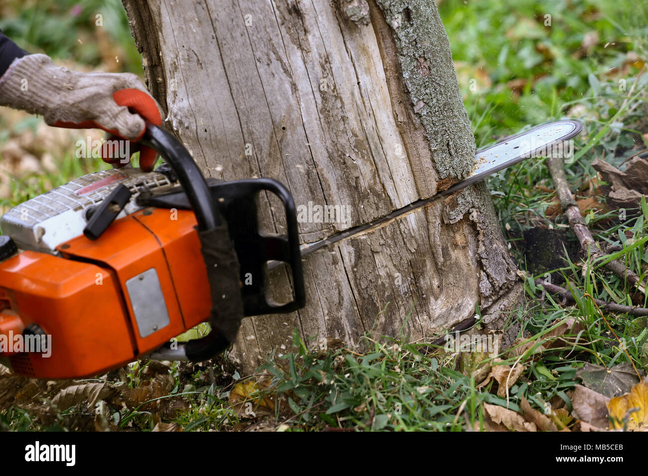 Cutting tree with a chainsaw Stock Photo - Alamy