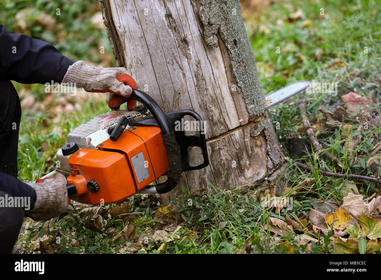 Cutting tree with a chainsaw Stock Photo - Alamy