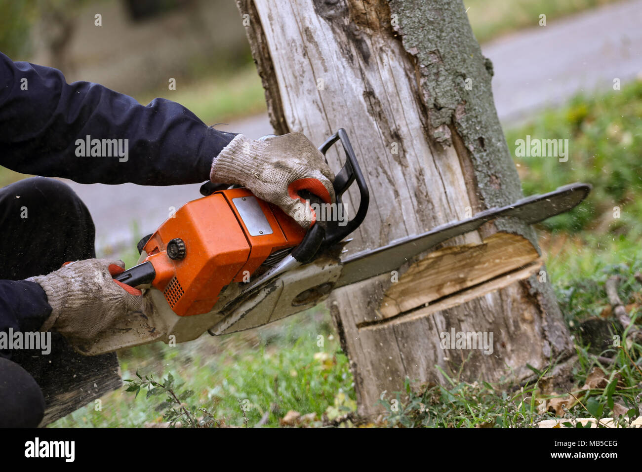 Cutting tree with a chainsaw Stock Photo - Alamy
