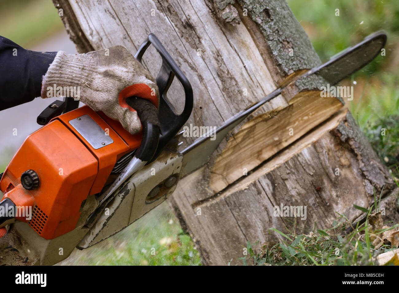 Cutting tree with a chainsaw Stock Photo - Alamy