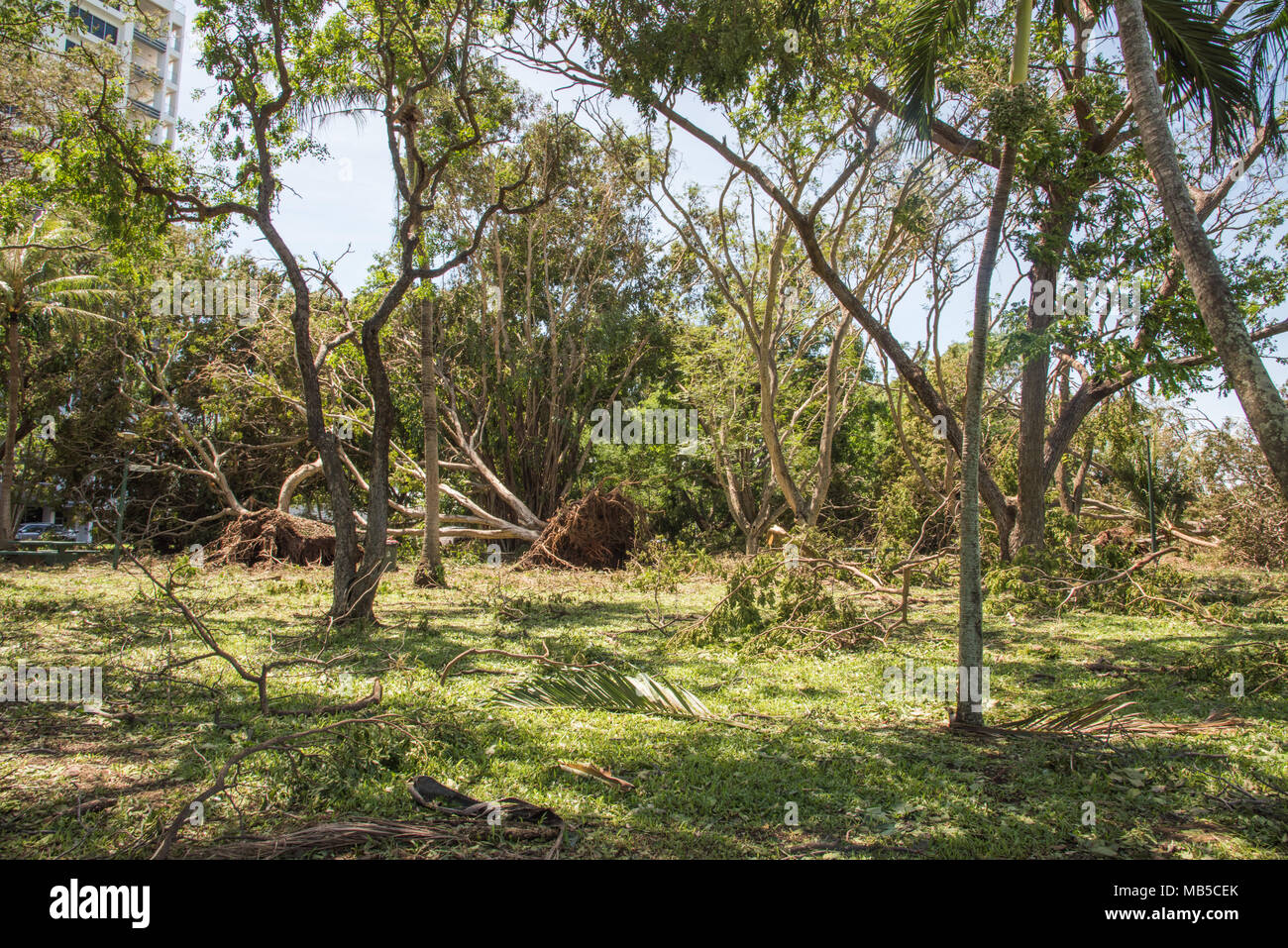 DARWIN,NT,AUSTRALIA-MARCH 18,2018: Cyclone damage with large uprooted ...