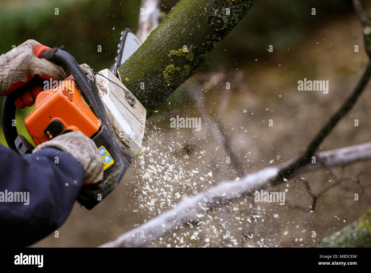 Cutting of the branch with a chainsaw Stock Photo - Alamy