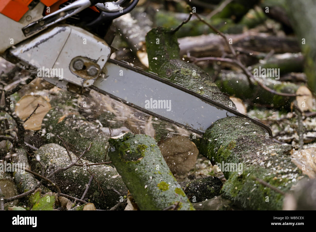 Cutting of the branch with a chainsaw Stock Photo - Alamy