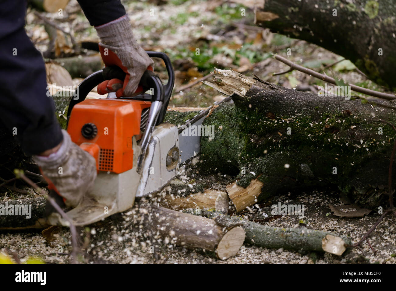 Cutting of the branch with a chainsaw Stock Photo - Alamy