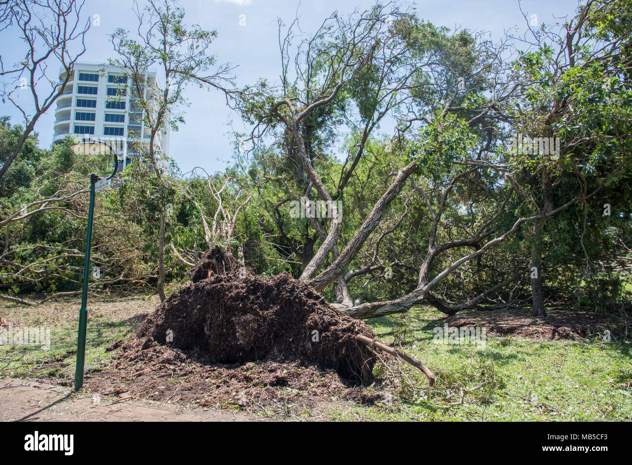 DARWIN,NT,AUSTRALIA-MARCH 18,2018: Cyclone damage with large uprooted ...
