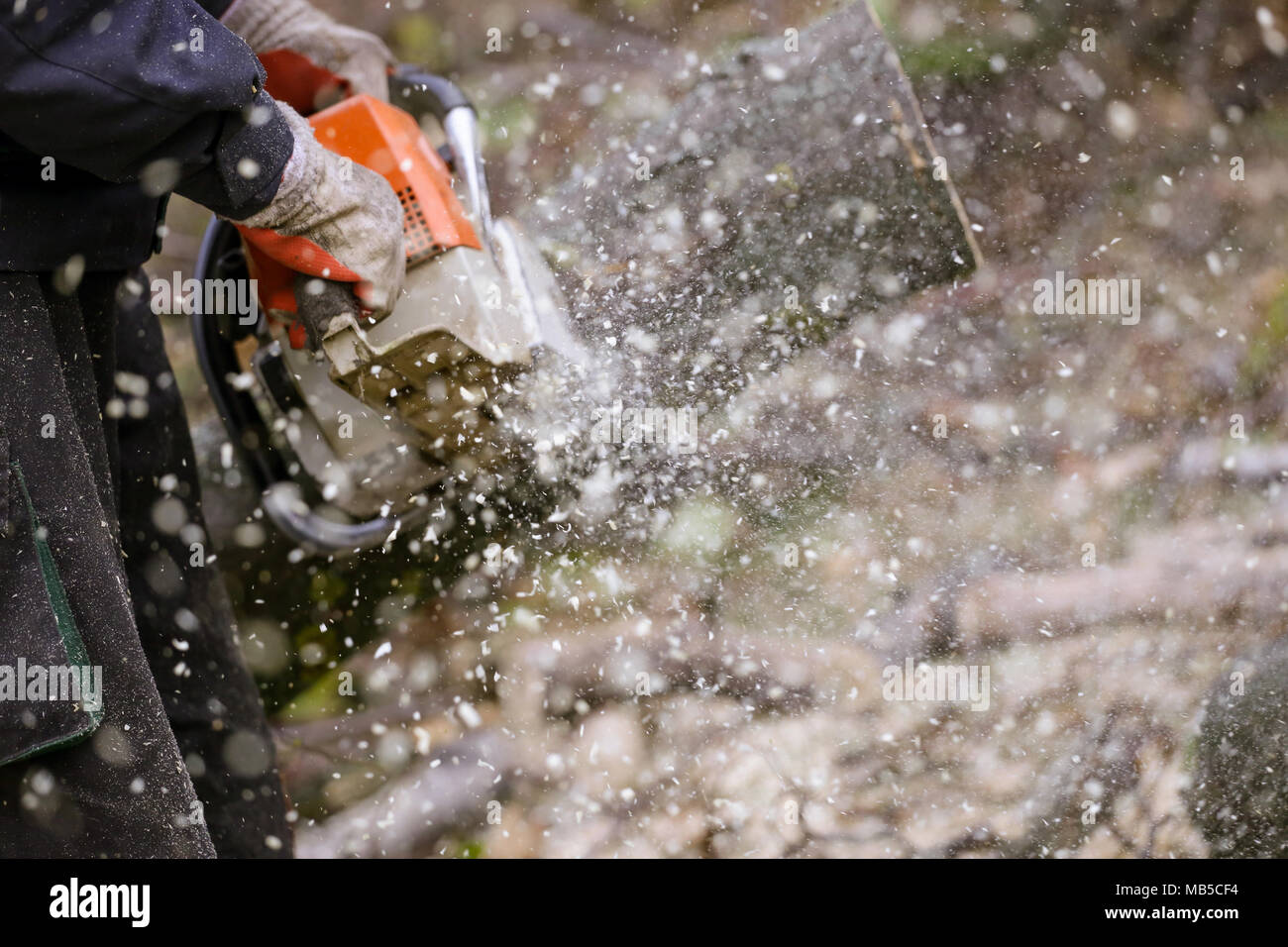 Cutting of the branch with a chainsaw Stock Photo - Alamy