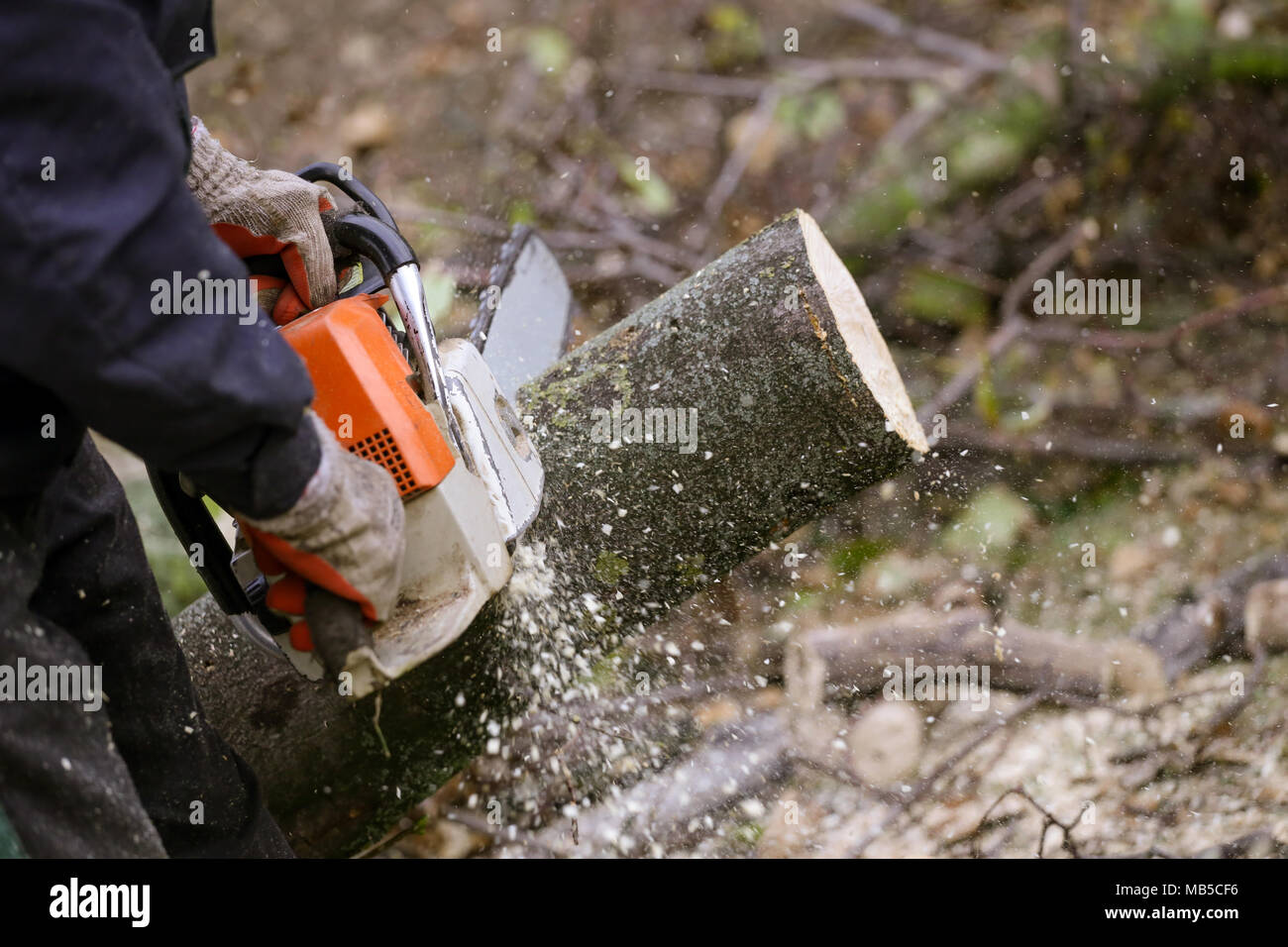 Cutting of the branch with a chainsaw Stock Photo - Alamy