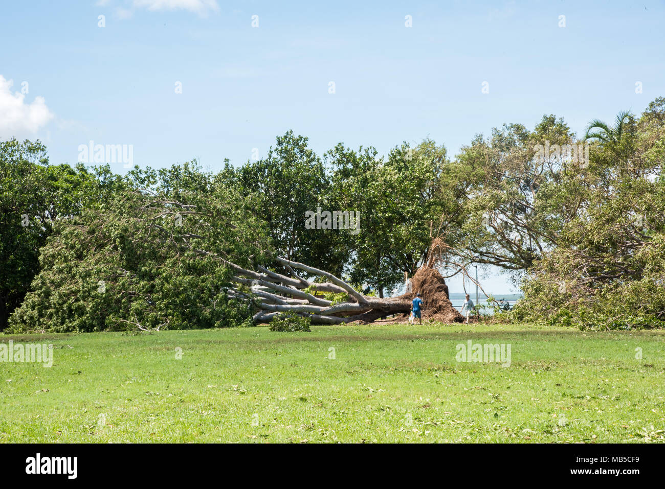 DARWIN,NT,AUSTRALIA-MARCH 18,2018: Cyclone damage with large uprooted ...