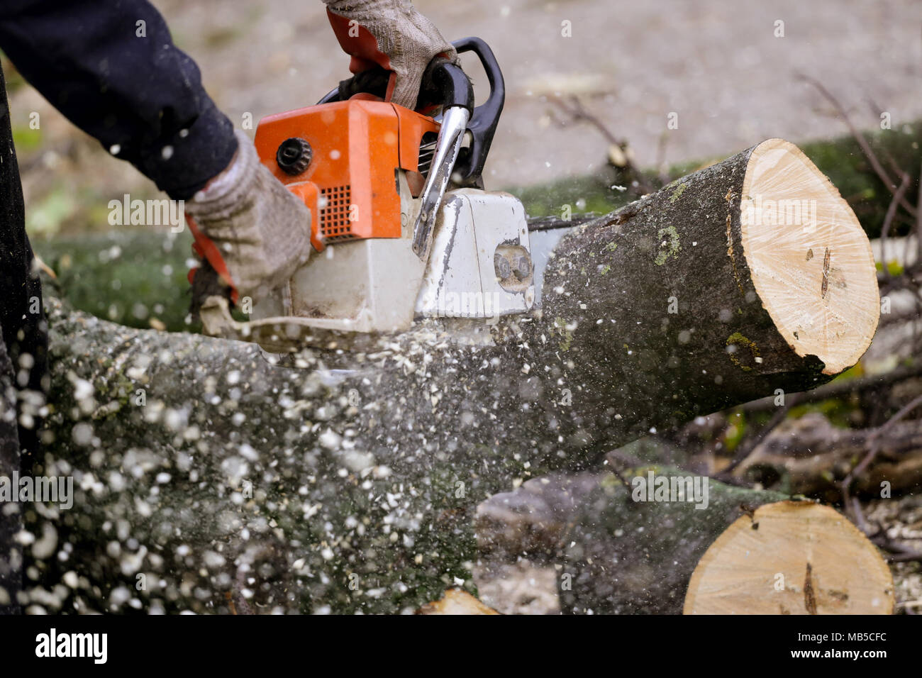 Cutting of the branch with a chainsaw Stock Photo - Alamy