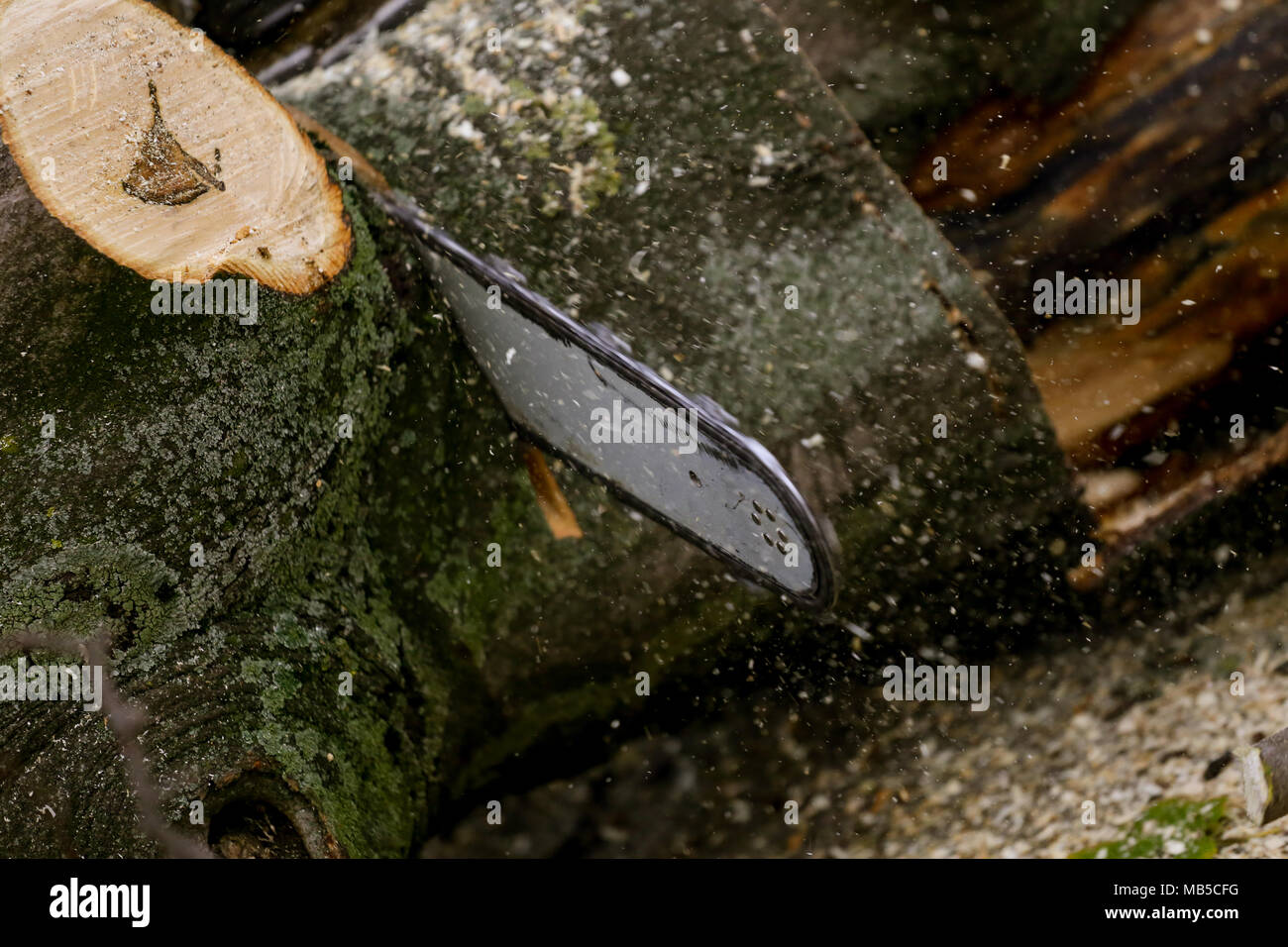 Cutting of the branch with a chainsaw Stock Photo - Alamy