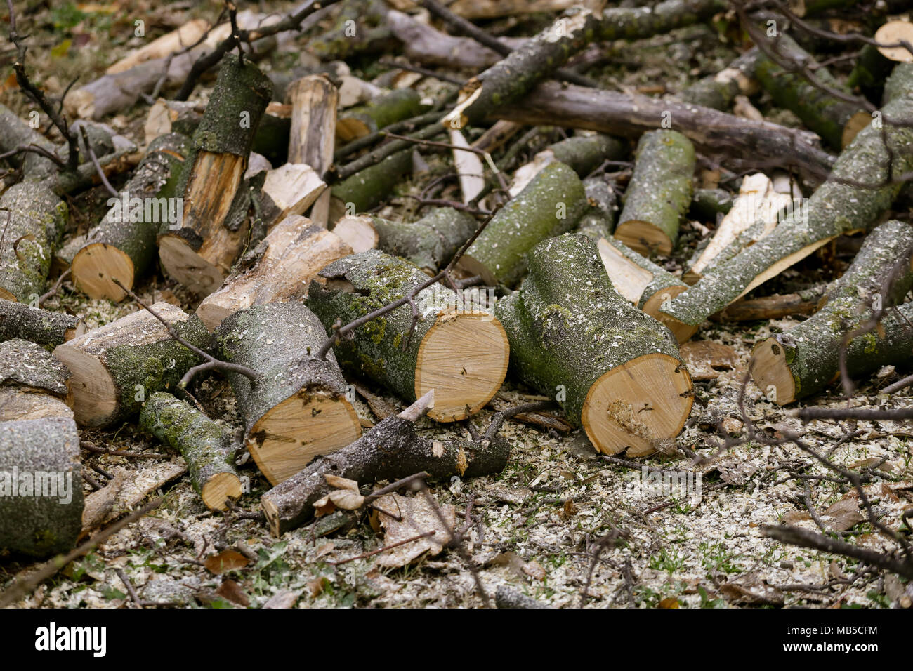 Cutted tree surrounded with sawdust Stock Photo - Alamy