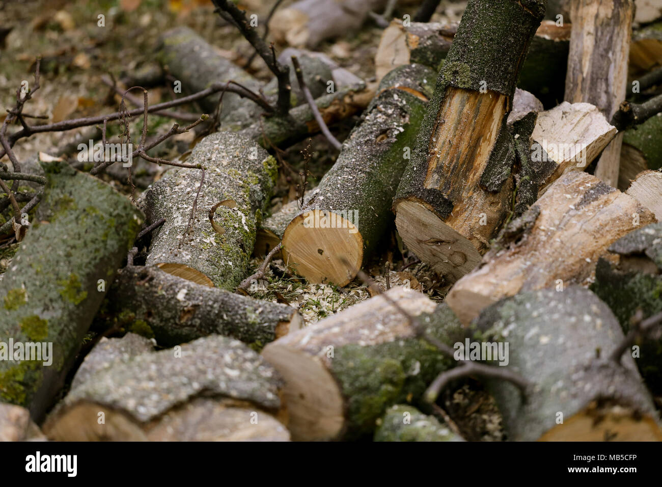 Cutted tree surrounded with sawdust Stock Photo - Alamy