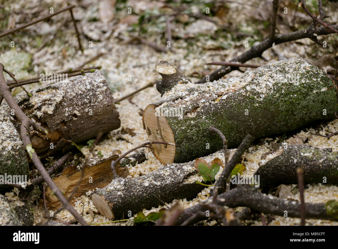 Cutted tree hi-res stock photography and images - Alamy