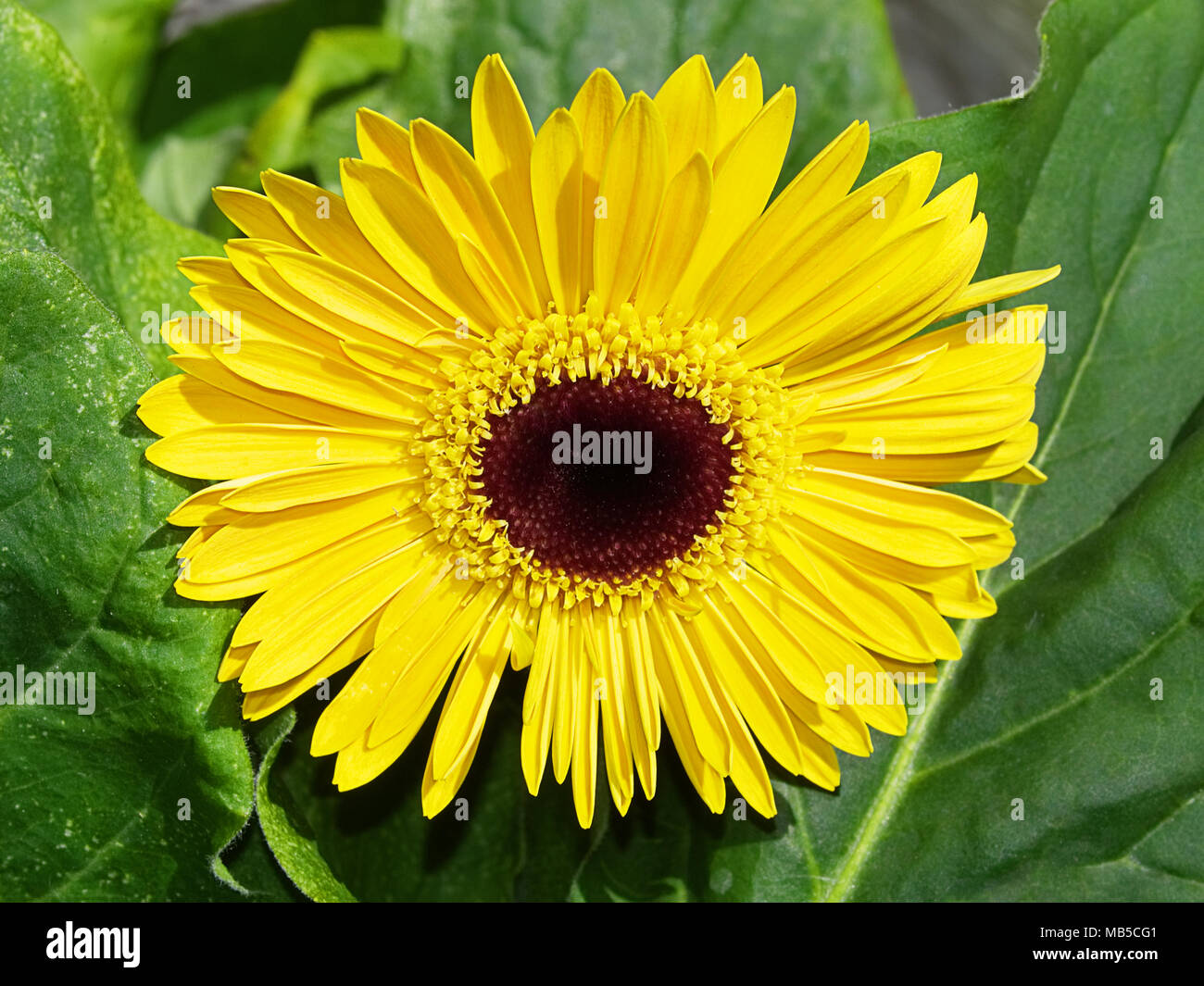 Dazzling yellow hi-res stock photography and images - Alamy
