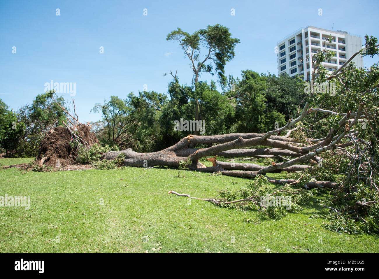 DARWIN,NT,AUSTRALIA-MARCH 18,2018: Cyclone damage with large uprooted ...