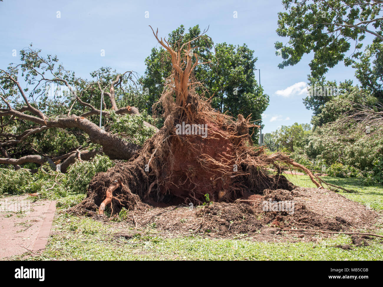 Massive Tree Damage High Resolution Stock Photography and Images - Alamy