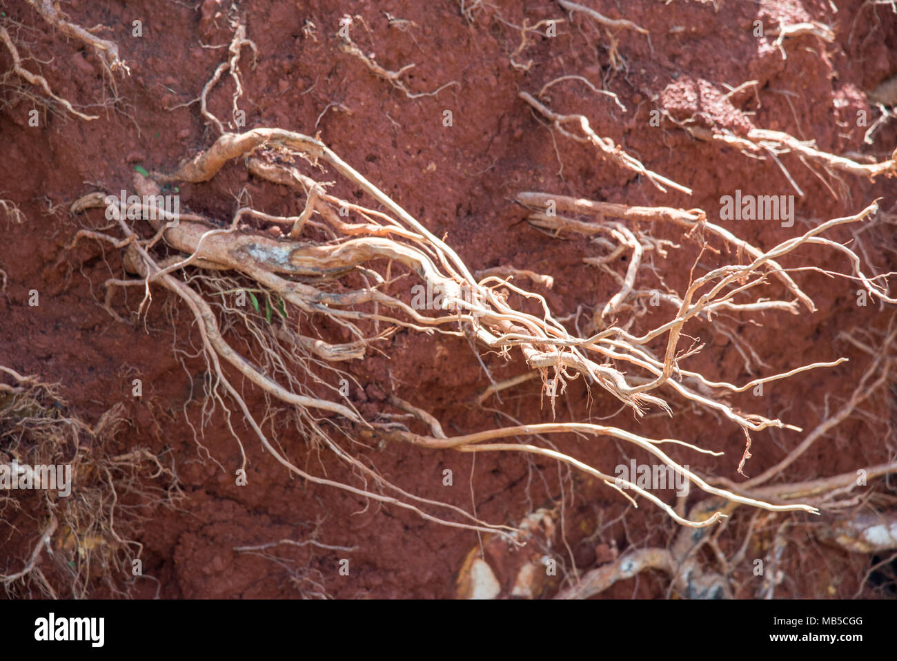 Earth red root grass tree hi-res stock photography and images - Alamy