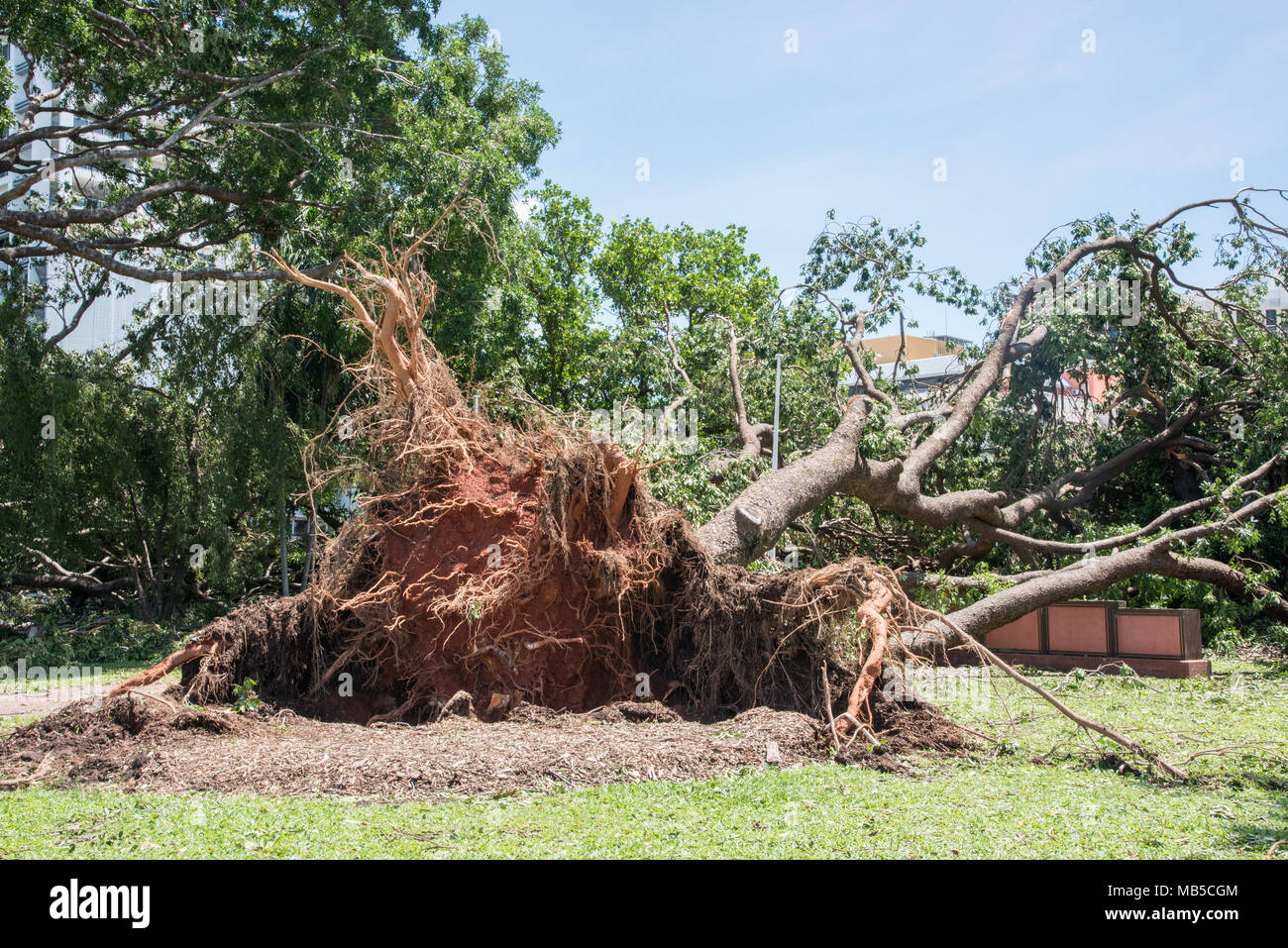 DARWIN,NT,AUSTRALIA-MARCH 18,2018: Cyclone damage with large uprooted ...