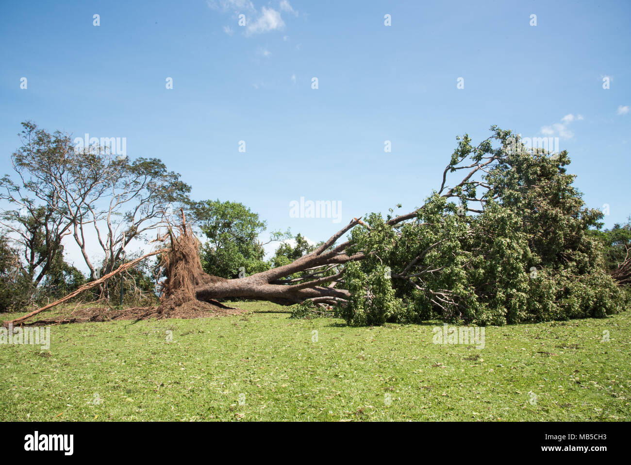 Fallen tree at Bicentennial Park after cyclone Marcus in Darwin ...