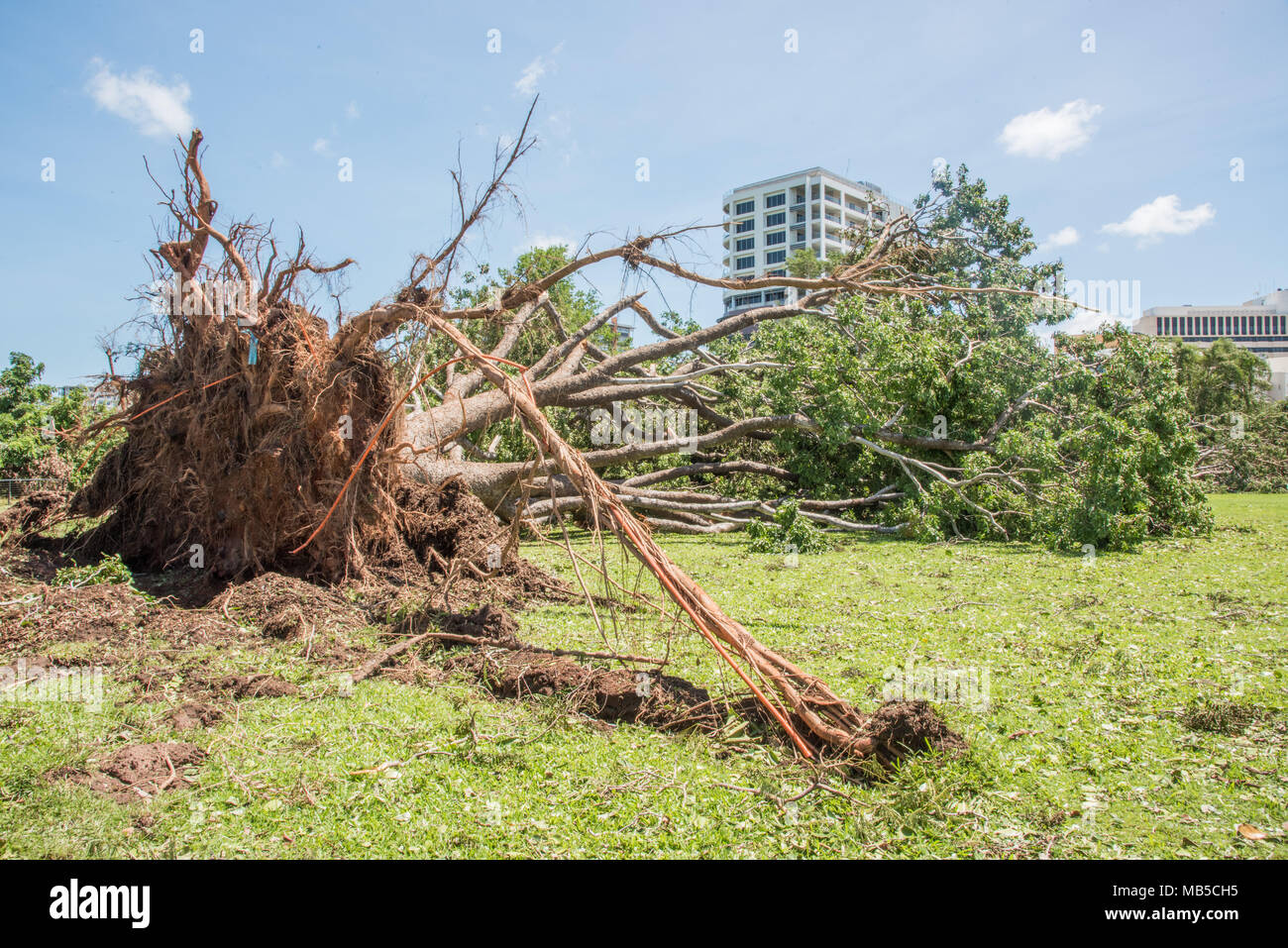 DARWIN,NT,AUSTRALIA-MARCH 18,2018: Cyclone damage with large uprooted ...