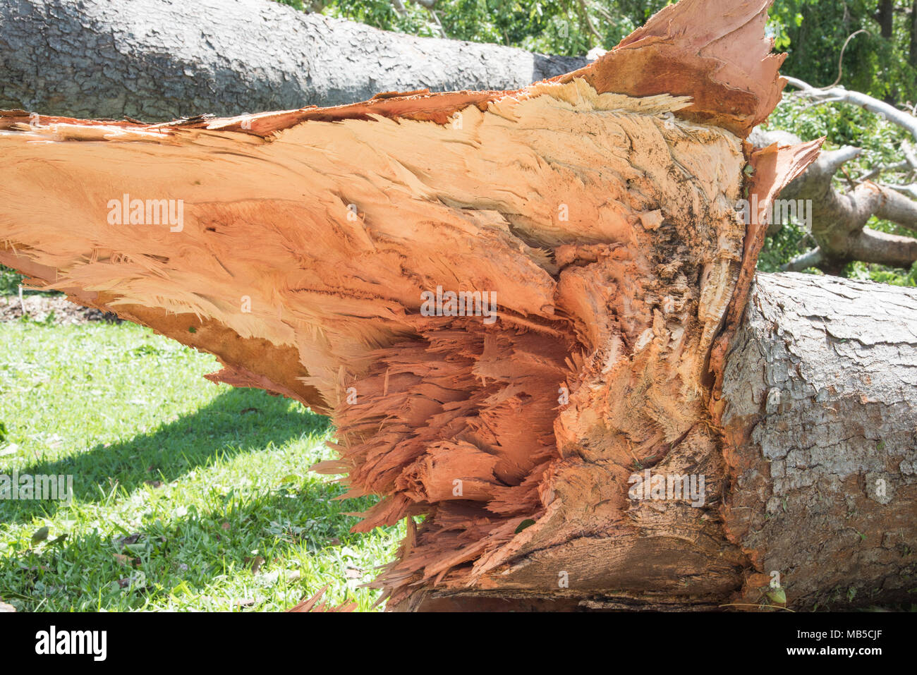 Closeup of fallen tree with cracked tree trunk after Cyclone Marcus in ...