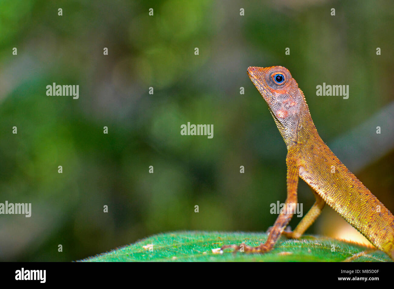 Blue crested lizard hi-res stock photography and images - Alamy