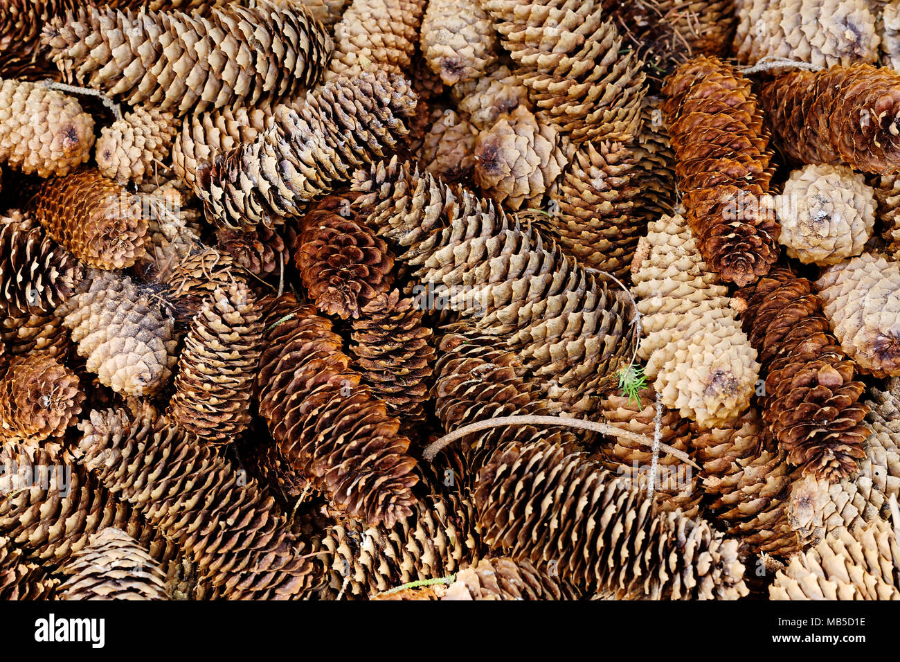 Natural pine forest ground with cones and twigs. Forest soil texture ...
