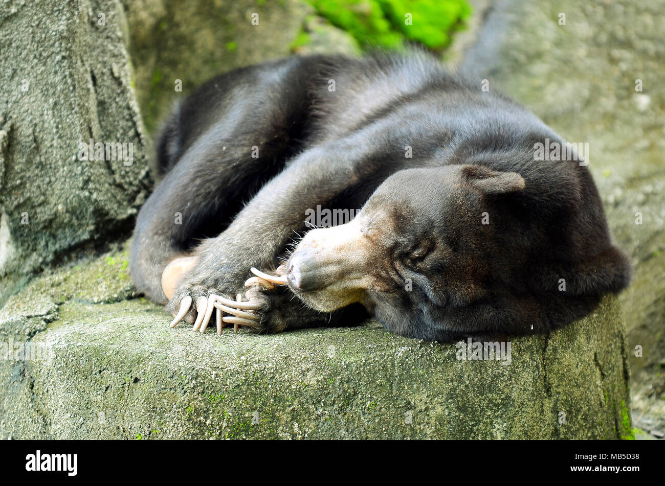Sun Bear Sleeping on hot day Stock Photo - Alamy