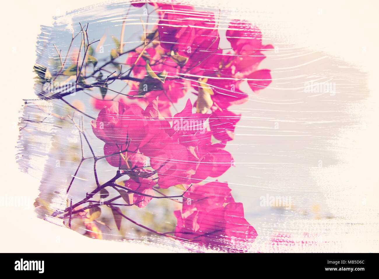 dreamy and abstract image of bougainvillea. double exposure effect with ...